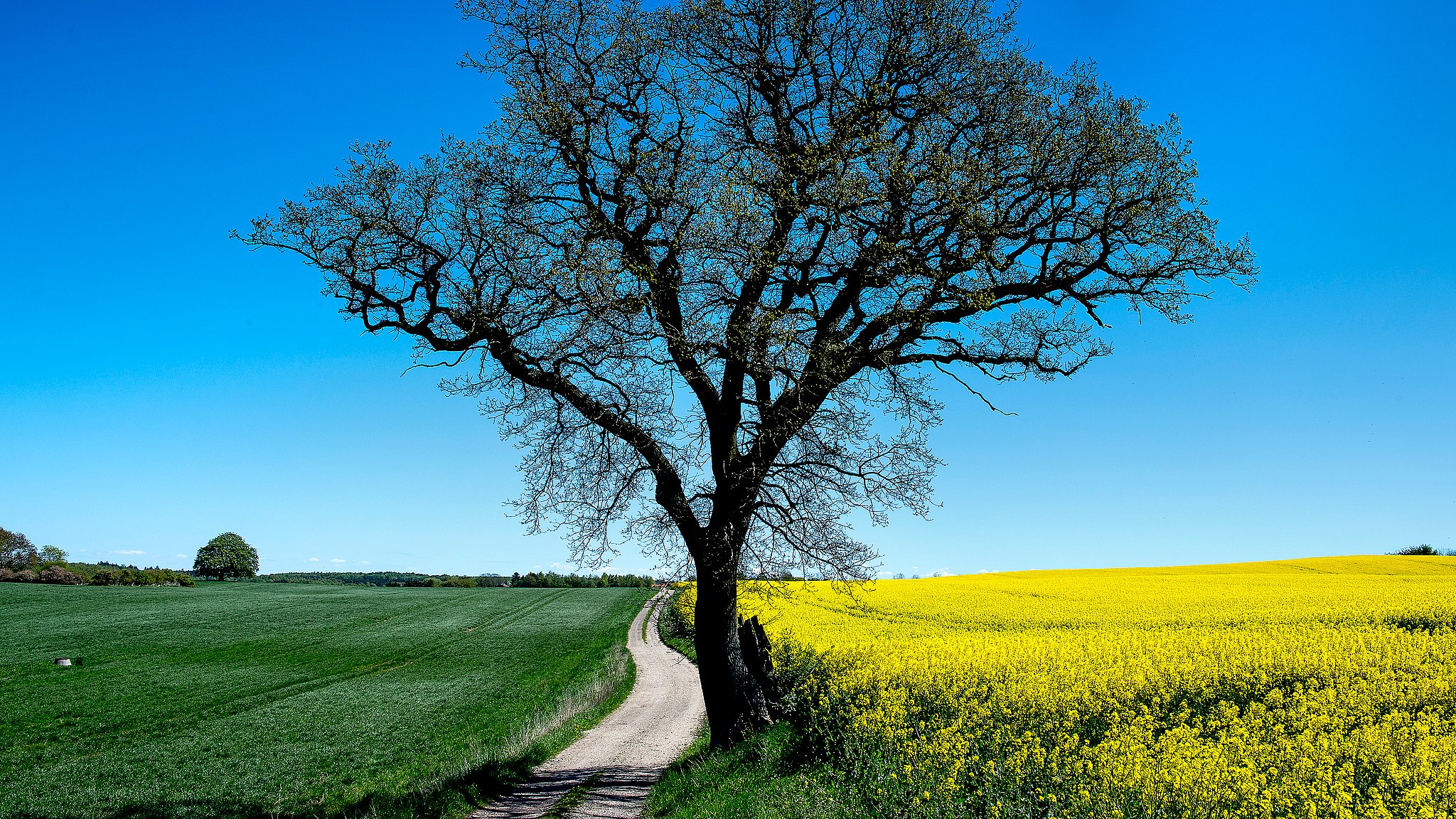 Lun tirsdag med både solskin og mulighed for krasse byger | TV 2 Fyn