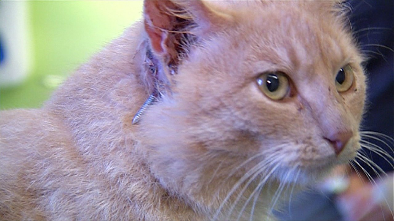 Stakkels kat: Skudt i hovedet med sømpistol | TV 2 Fyn