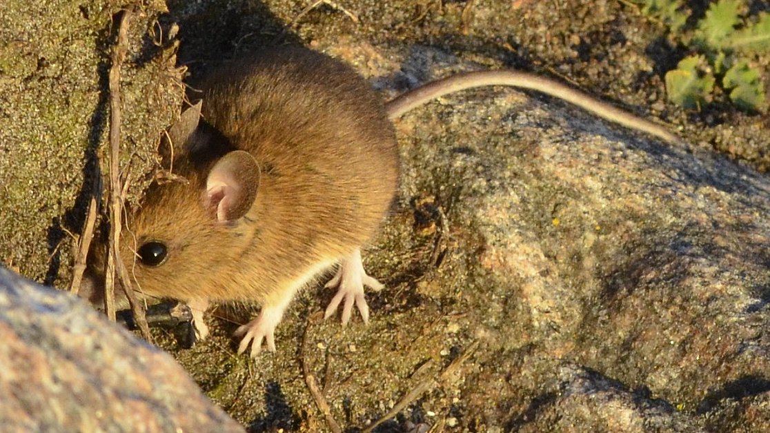 Det vrimler med mus i år | TV 2 Fyn Det vrimler med mus i år | TV 2 Fyn